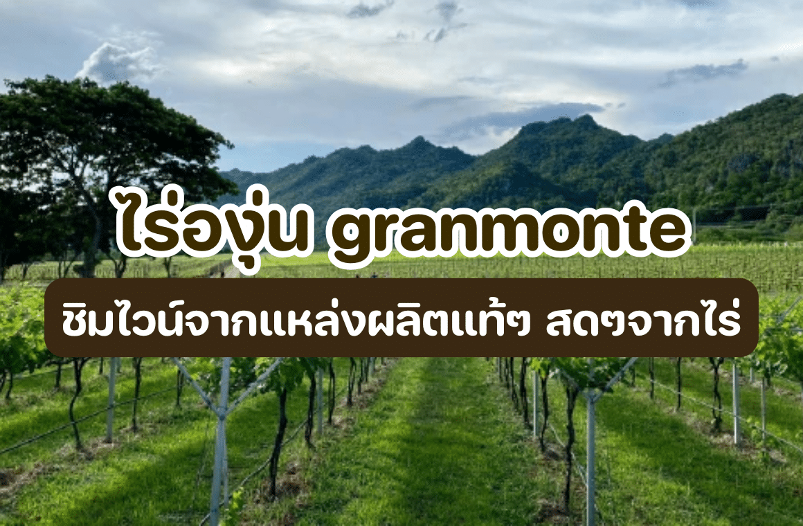 ไร่องุ่น granmonte ชมผลผลิตจริงๆ พร้อมชิมไวน์จากแหล่งผลิต